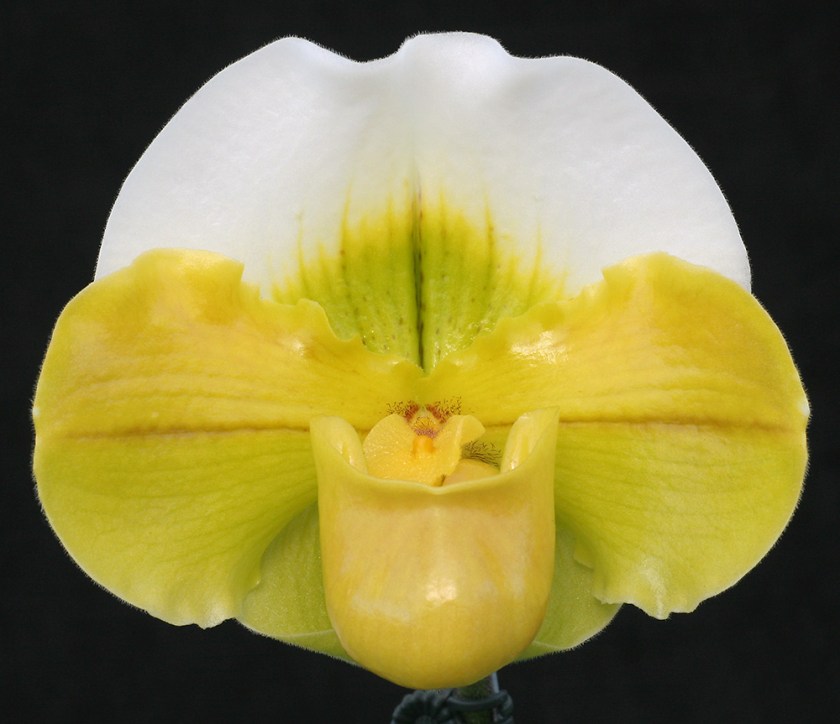 Elfstone x Lippewunder Orange Electric – Marriott Orchids