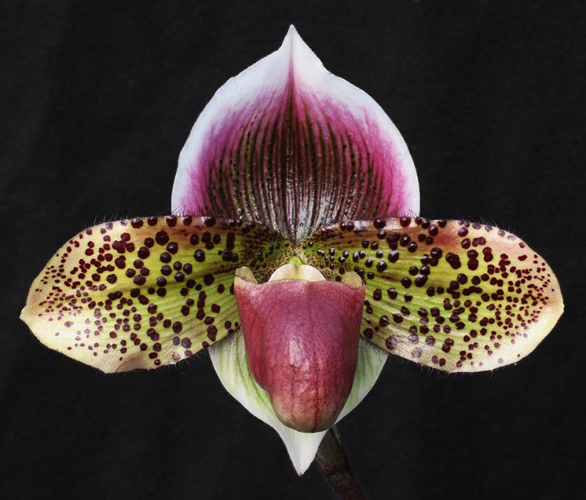 Elfstone x Lippewunder Orange Electric – Marriott Orchids