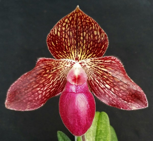 Deborah Cash – Marriott Orchids