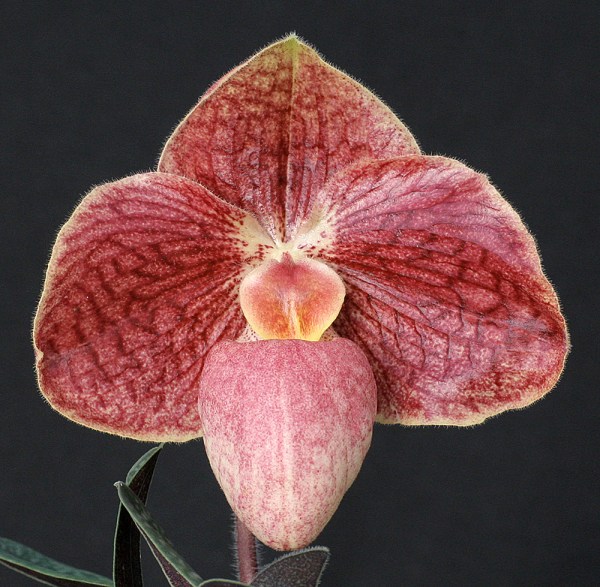 Fumis Delight x Conco bellatulum Cinnamon Flame – Marriott Orchids
